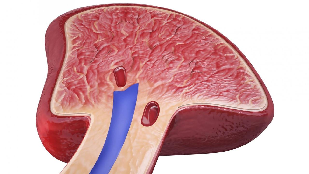 Radiolexikon Gesundheit - Der Adamsapfel - prägend für die Stimme ...