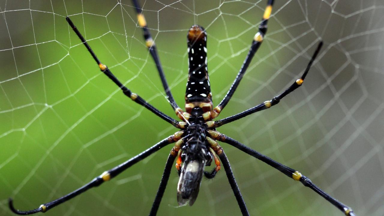 Neue Materialien - Goldene Spinnenseide für die Medizin ...