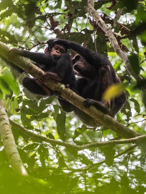 Tiere als Einwanderer - Wenn der Waschbären-Urin durch die Decke tropft ...