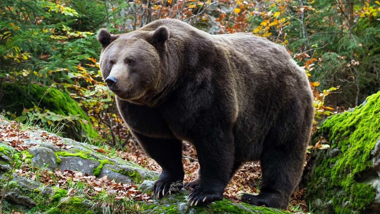 Tourismus in Rumänien - Wenn beim Wandern der Bär kommt ...