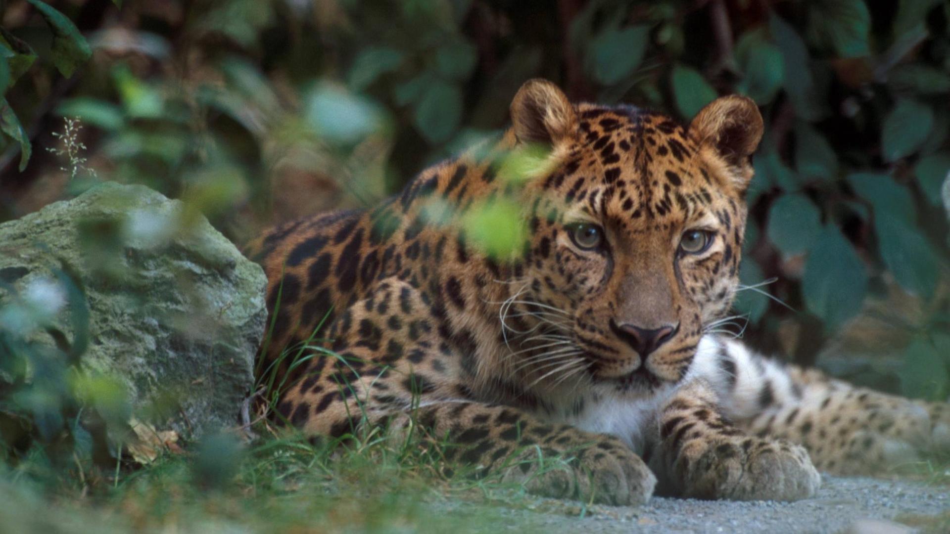 Rote Liste des WWF - Ein gutes Jahr für Amurleoparden, aber nicht für ...