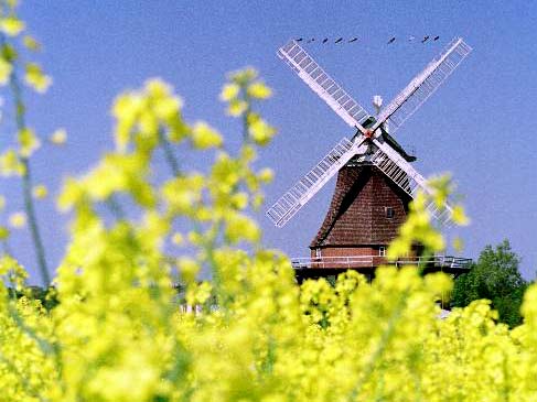 Treibstoff aus Biomasse | deutschlandfunk.de