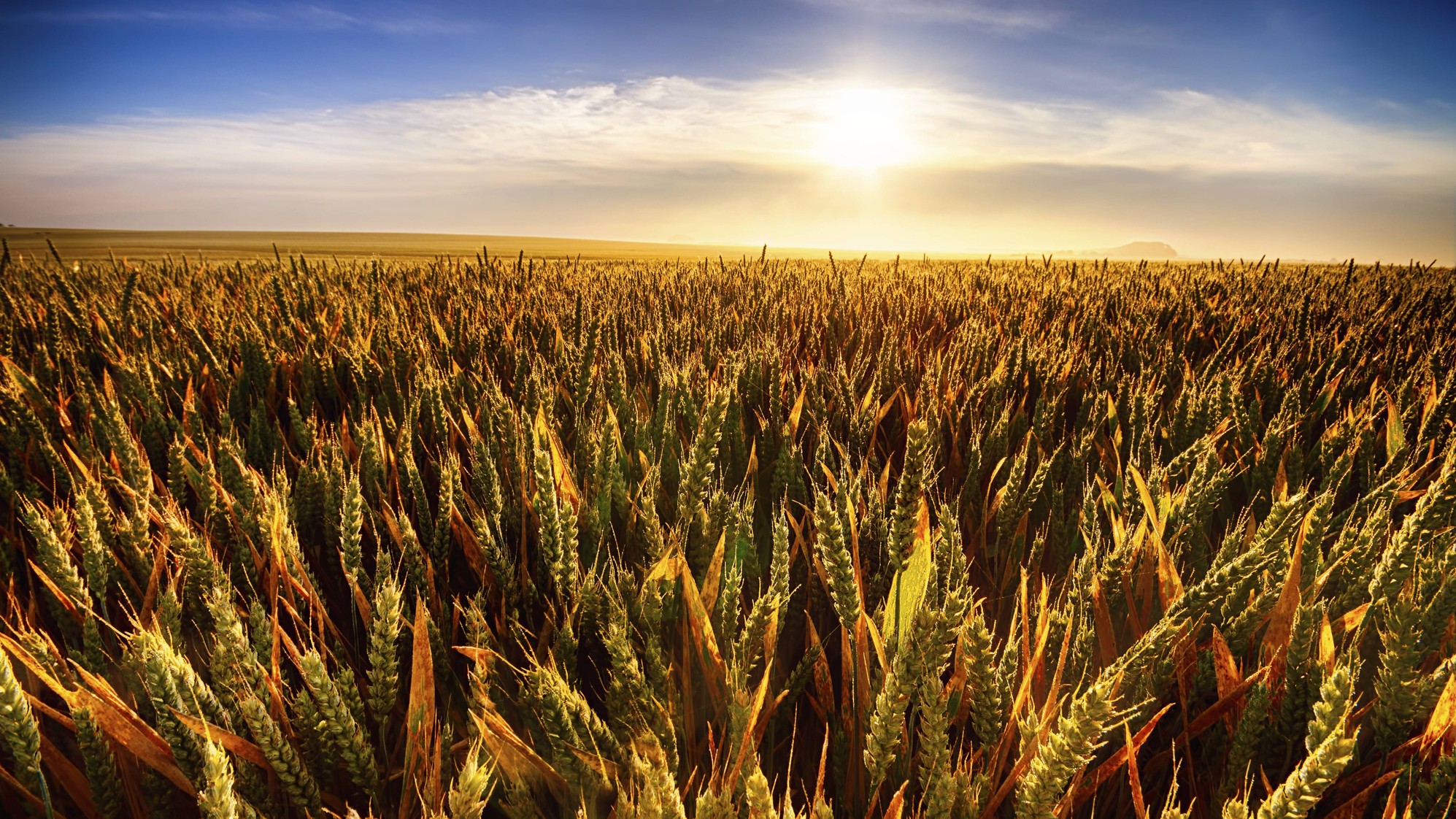 Kino-Kolumne Top Five - Die besten Filme, in denen Weizen eine Rolle ...