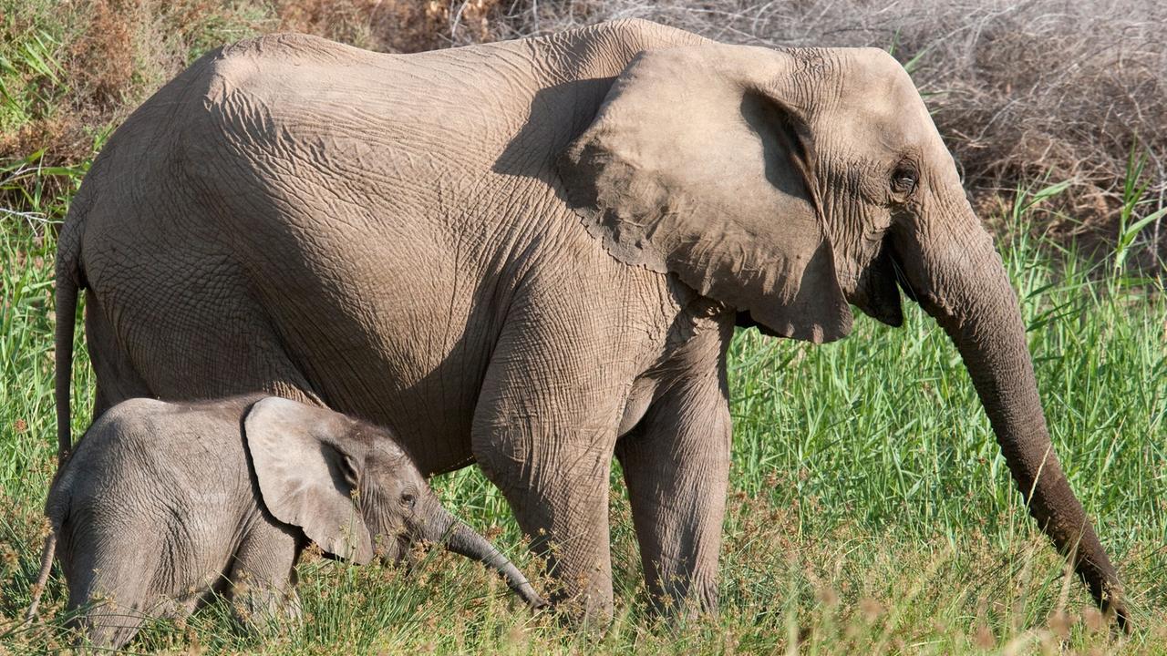 Datenbank "Frozen Ark" - Tiere retten im Eis