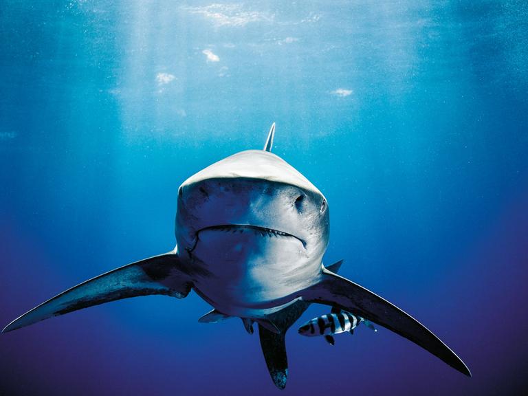 Top Five - Die besten Hai-Filme | deutschlandfunkkultur.de