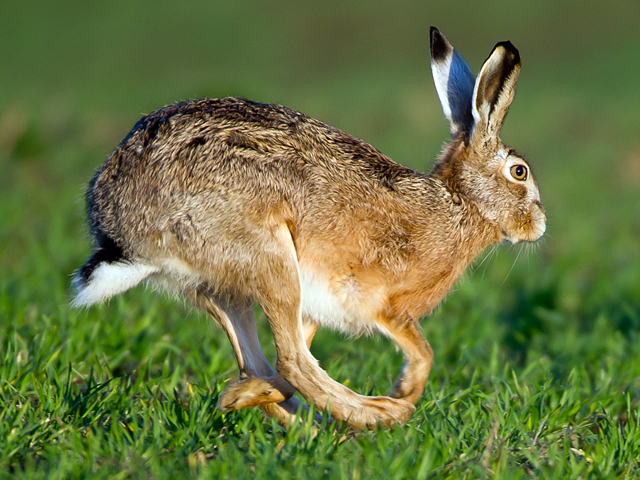 Artenvielfalt - Wenn der Hase sich vom Acker macht