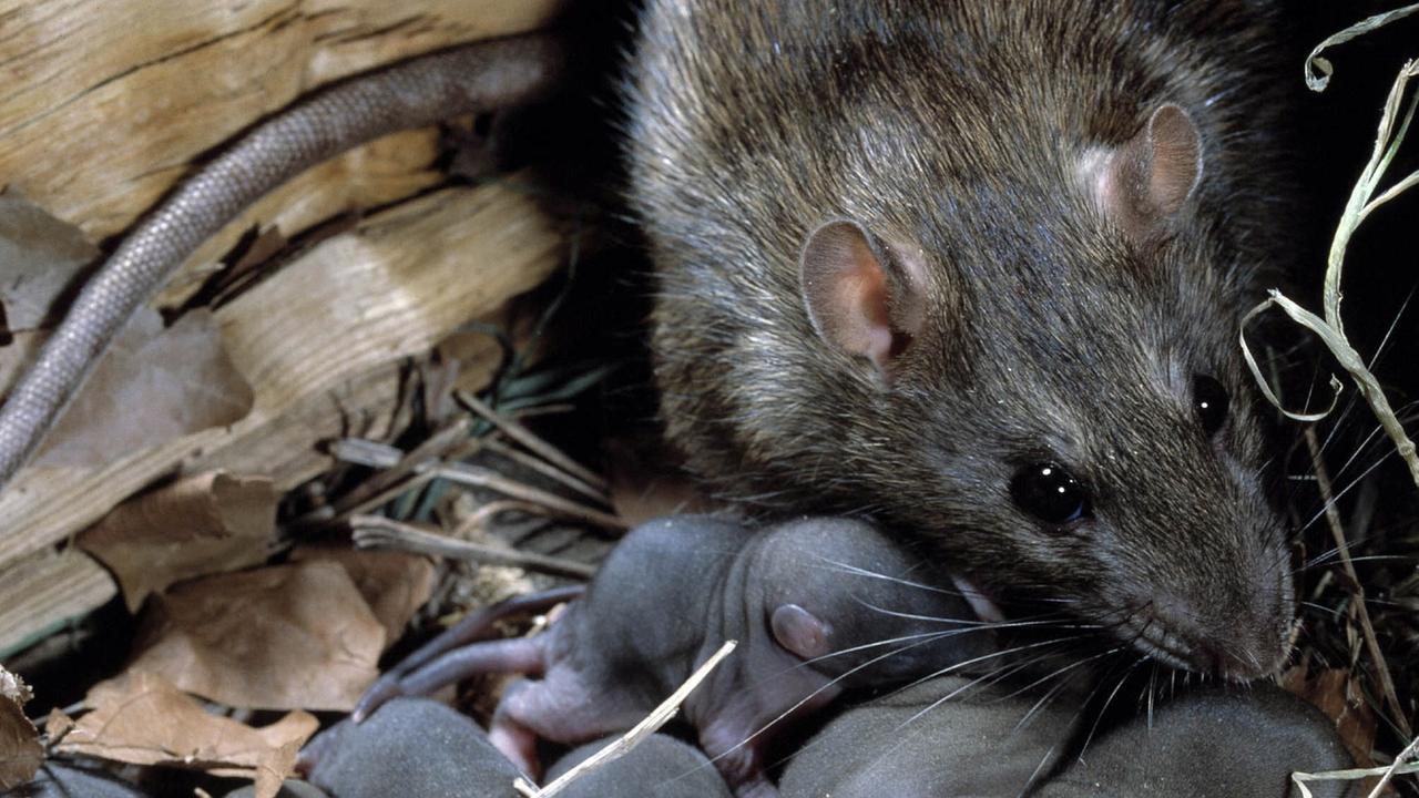 Ratten - Erinnerung als Landkarte im Gehirn | deutschlandfunk.de