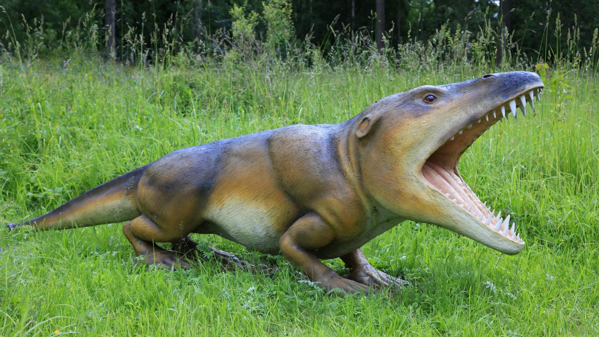 Frühzeit der großen Meeressäuger - Der vierbeinige Wal | deutschlandfunk.de