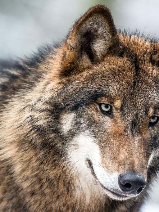 Rückkehr der Raubtiere - Der deutsche Wolfs-Wahnsinn ...