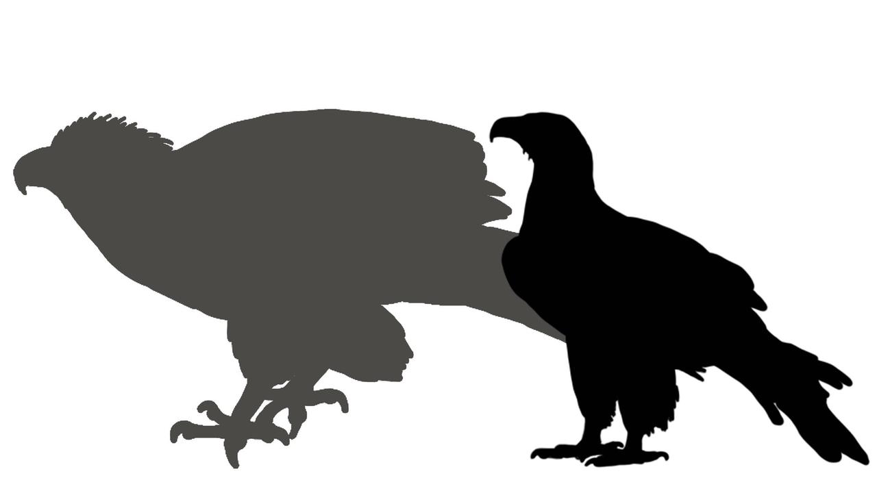 Archäologie - In Australien jagten einst riesige Adler