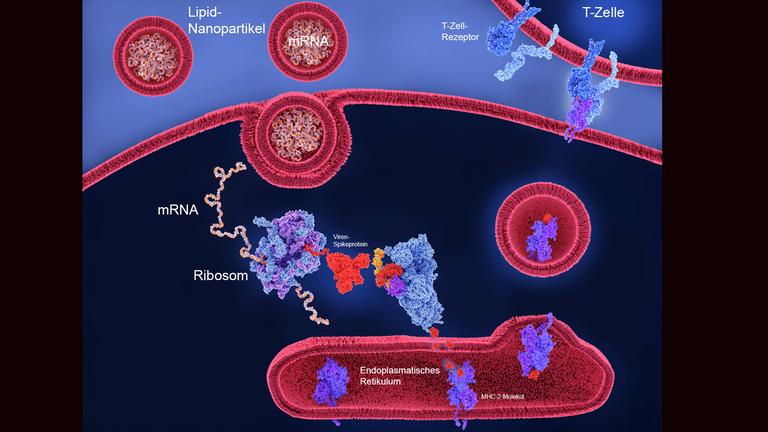 Aufstieg und Zukunft der mRNA-Medizin - Erst Corona, dann den Krebs ...