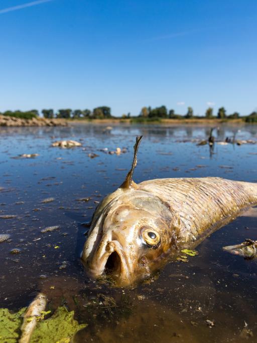 Umweltkatastrophe an der Oder - Warum sterben die Fische ...