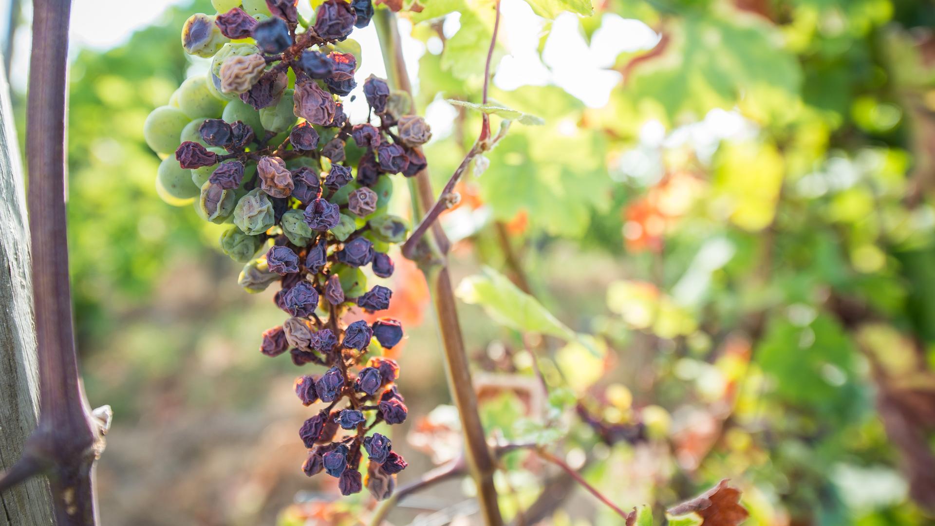 Neuer Weinbau - Klimawandel am Hang